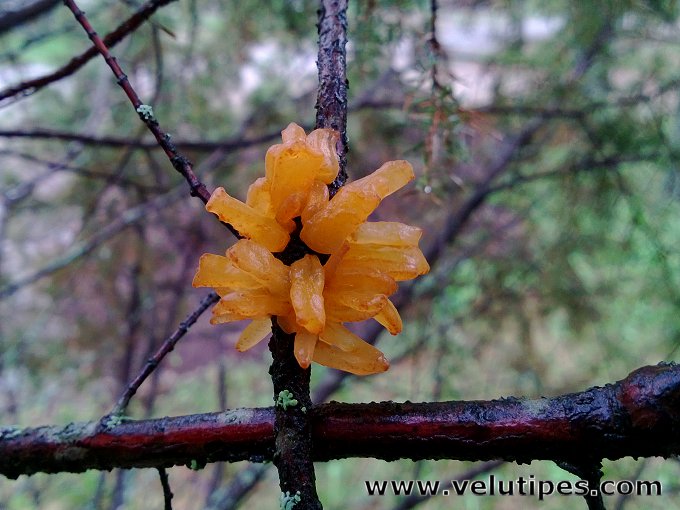 Gymnosporangium clavariiforme, orapihlajankatajaruoste @ Natural Fungi ...
