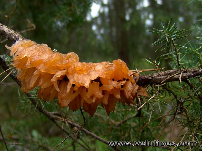 Gymnosporangium clavariiforme, orapihlajankatajaruoste @ Natural Fungi ...