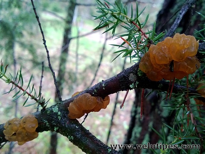 Gymnosporangium cornutum, pihlajankatajaruoste @ Natural Fungi in Finland