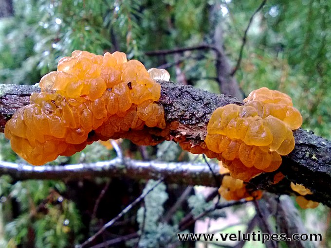 Gymnosporangium cornutum, pihlajankatajaruoste @ Natural Fungi in Finland
