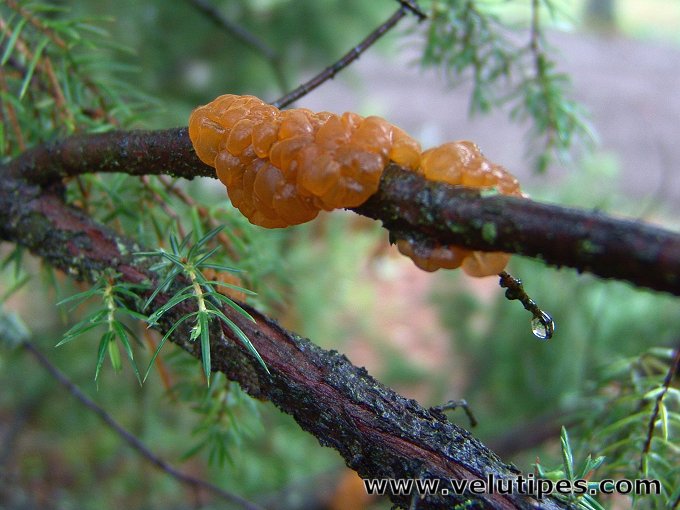 Gymnosporangium cornutum, pihlajankatajaruoste @ Natural Fungi in Finland
