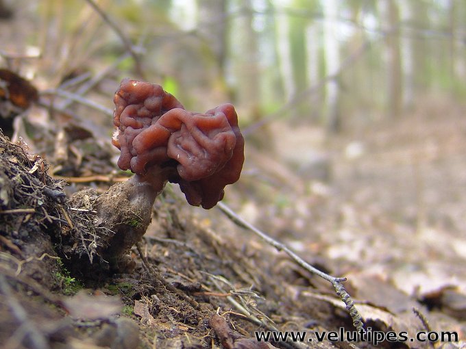 Gyromitra esculenta, korvasieni @ Natural Fungi in Finland