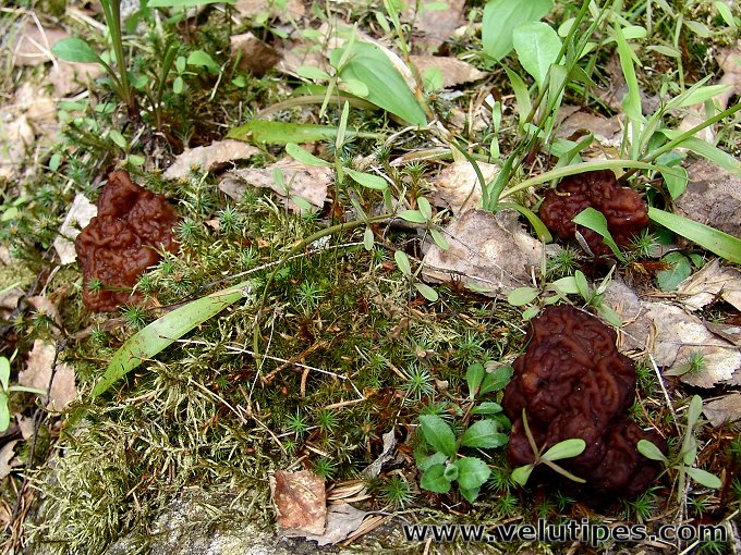 Gyromitra esculenta, korvasieni @ Natural Fungi in Finland