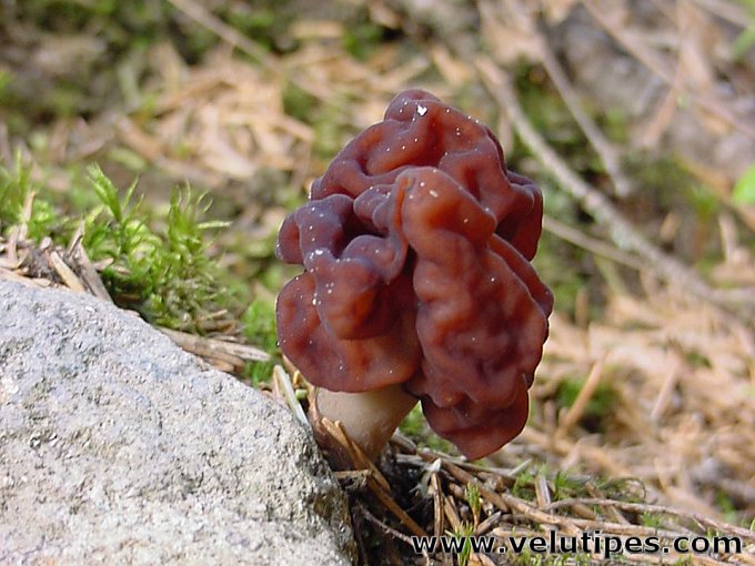 Gyromitra esculenta, korvasieni @ Natural Fungi in Finland