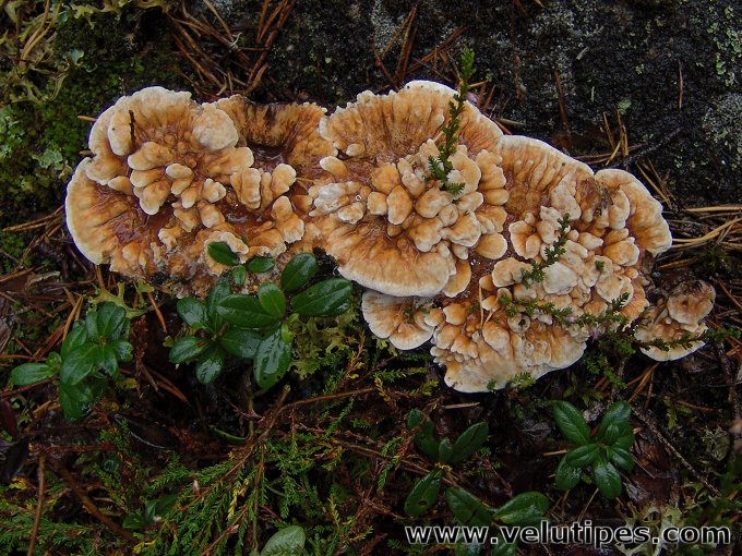 Hydnellum aurantiacum, oranssiorakas @ Natural Fungi in Finland
