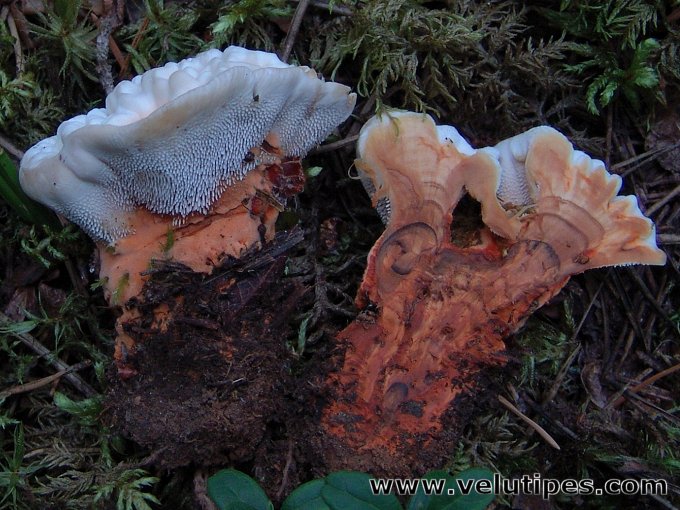 Hydnellum aurantiacum, oranssiorakas @ Natural Fungi in Finland