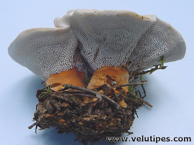 Hydnellum aurantiacum, oranssiorakas @ Natural Fungi in Finland