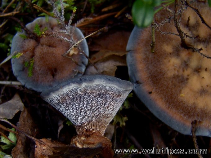 Hydnellum caeruleum, siniorakas @ Natural Fungi in Finland
