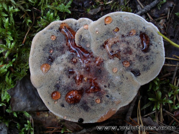 Hydnellum ferrugineum, ruosteorakas @ Natural Fungi in Finland