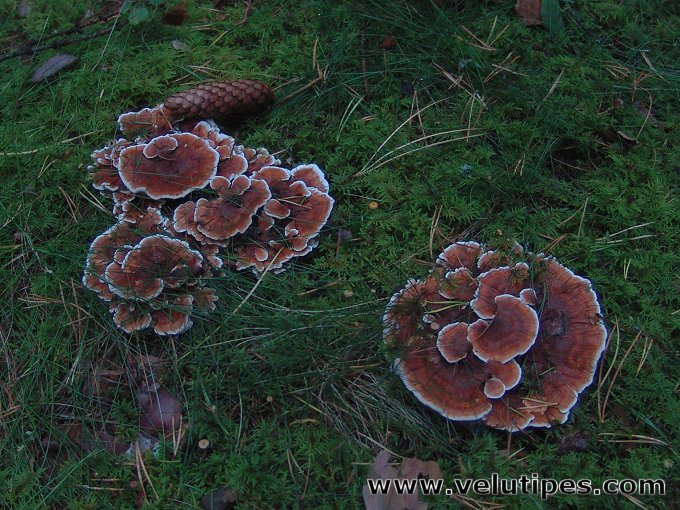 Hydnellum sp, orakas @ Natural Fungi in Finland