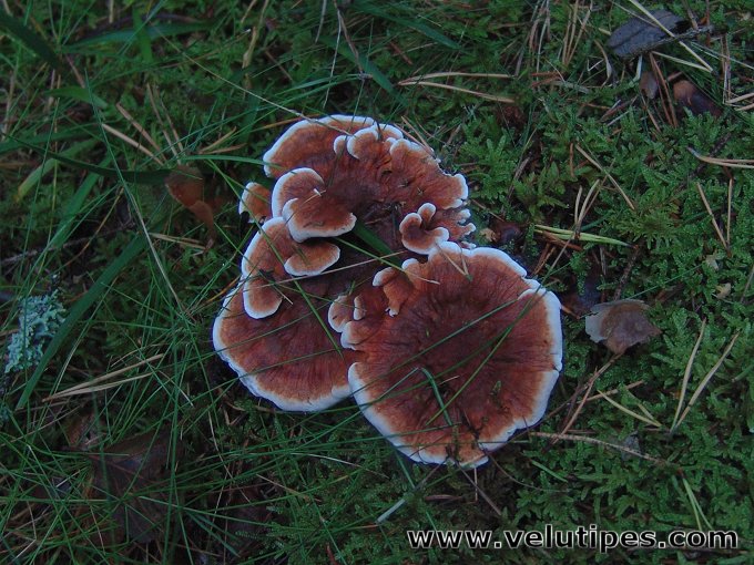 Hydnellum sp, orakas @ Natural Fungi in Finland