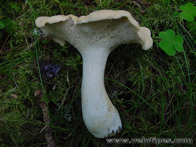 Hydnum repandum, vaaleaorakas @ Natural Fungi in Finland