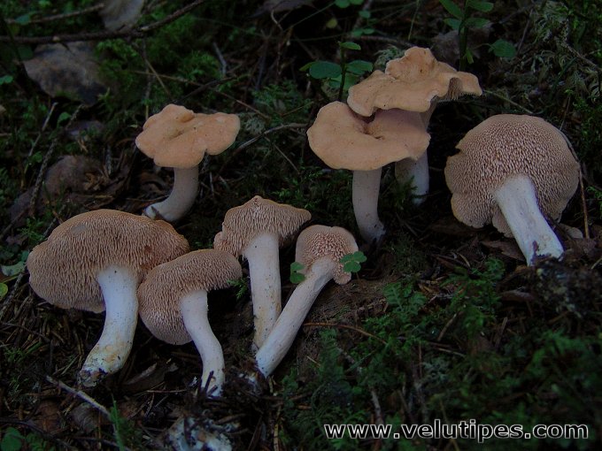 Hydnum rufescens, rusko-orakas @ Natural Fungi in Finland