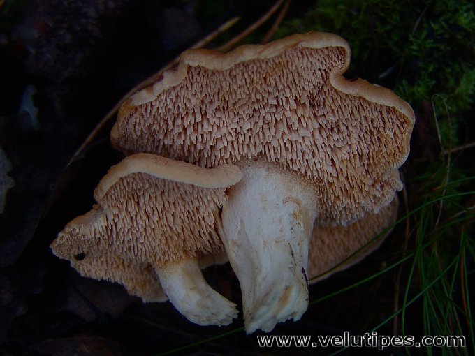 Hydnum rufescens, rusko-orakas @ Natural Fungi in Finland