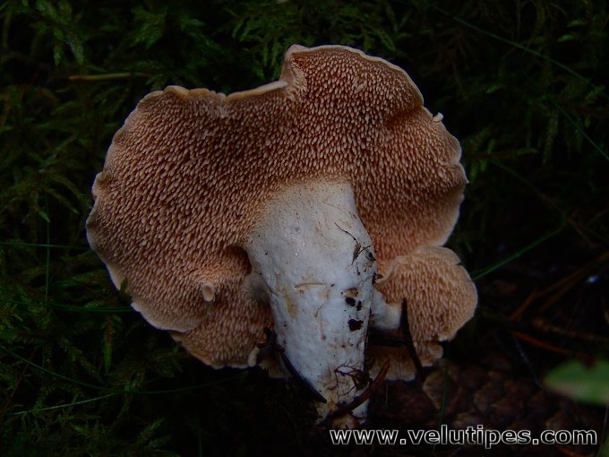 Hydnum rufescens, rusko-orakas @ Natural Fungi in Finland