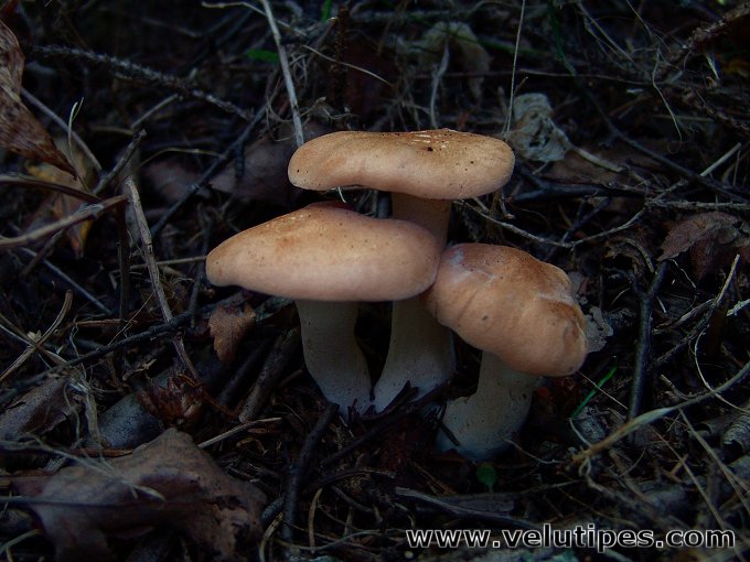 Hydnum rufescens, rusko-orakas @ Natural Fungi in Finland