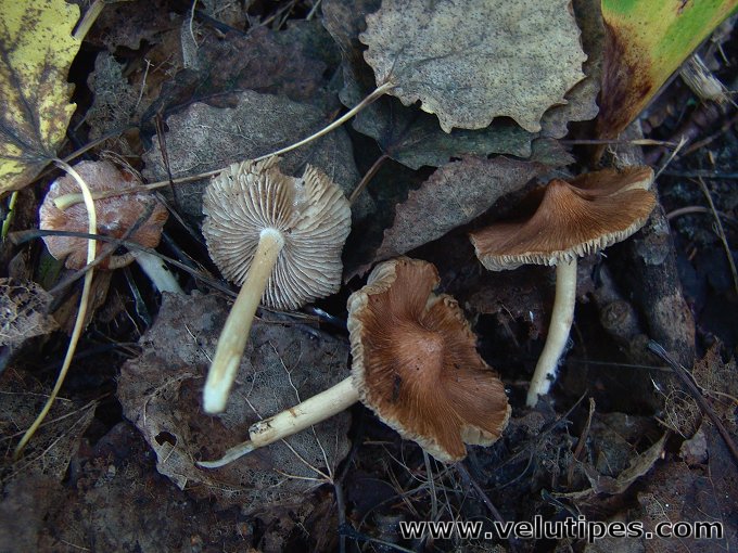 Inocybe maculata, täplärisakas @ Natural Fungi in Finland
