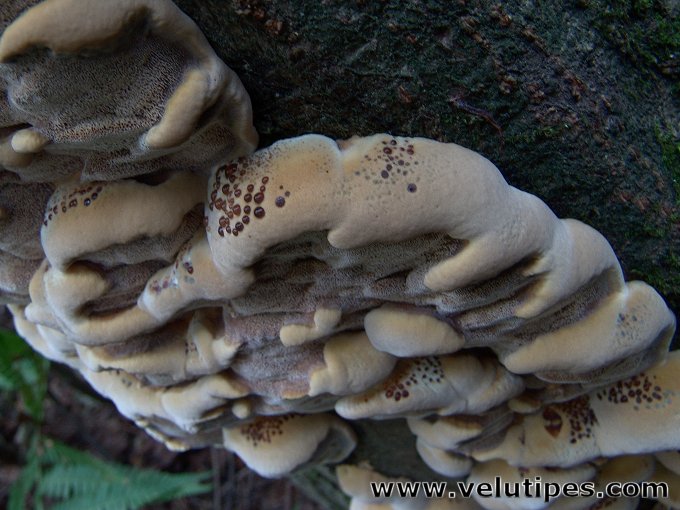 Inonotus radiatus, lepänkääpä @ Natural Fungi in Finland
