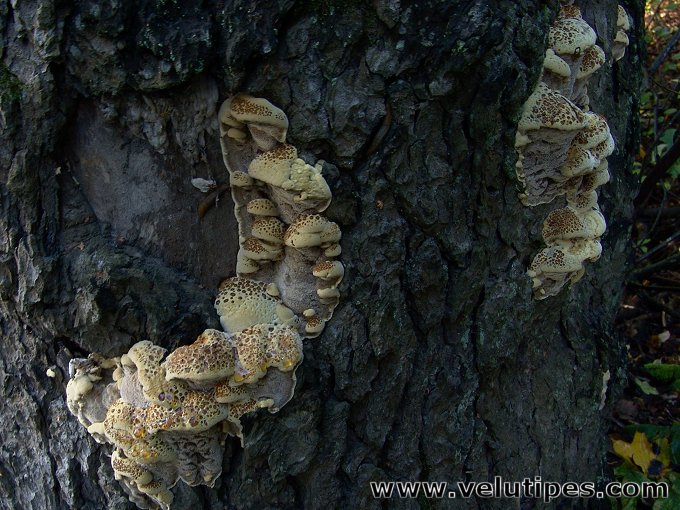 Inonotus radiatus, lepänkääpä @ Natural Fungi in Finland