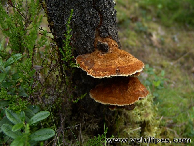 Inonotus rheades, ketunkääpä @ Natural Fungi in Finland