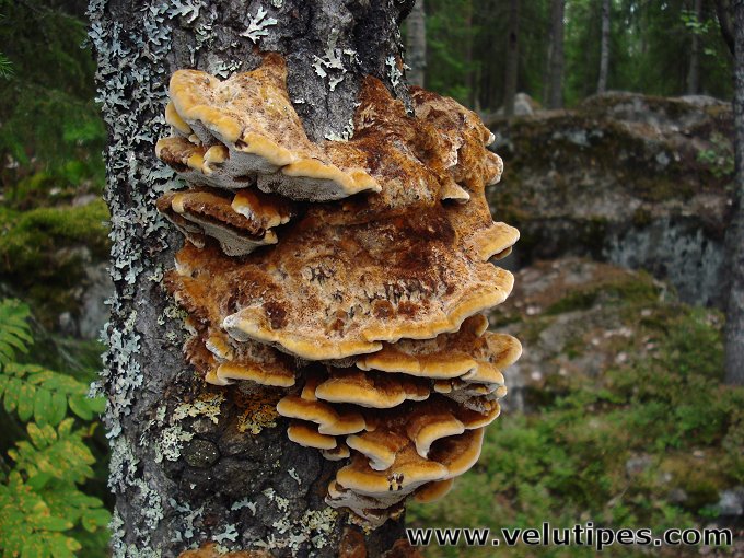 Inonotus rheades, ketunkääpä @ Natural Fungi in Finland