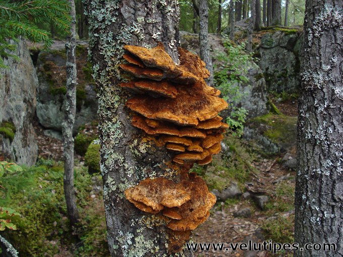 Inonotus rheades, ketunkääpä @ Natural Fungi in Finland