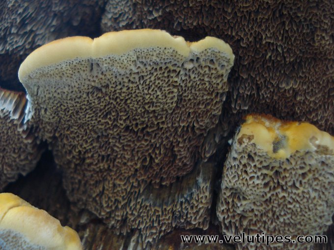 Inonotus rheades, ketunkääpä @ Natural Fungi in Finland