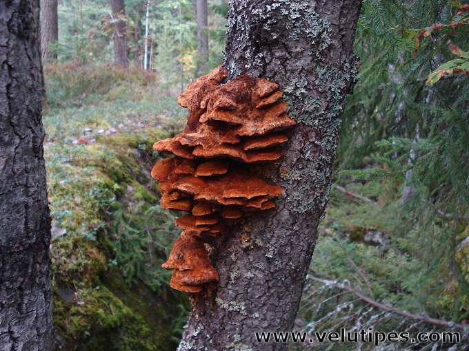 Inonotus rheades, ketunkääpä @ Natural Fungi in Finland