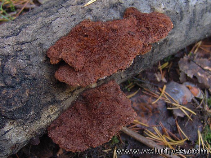 Inonotus rheades, ketunkääpä @ Natural Fungi in Finland