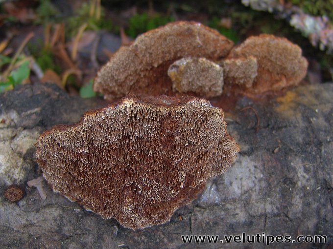 Inonotus rheades, ketunkääpä @ Natural Fungi in Finland