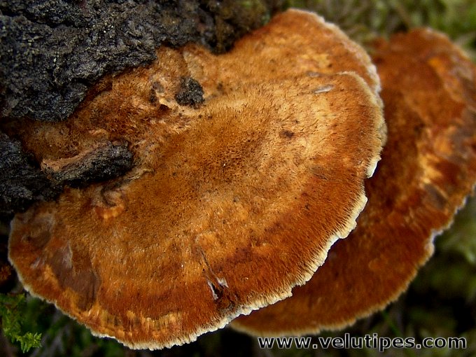 Inonotus rheades, ketunkääpä @ Natural Fungi in Finland
