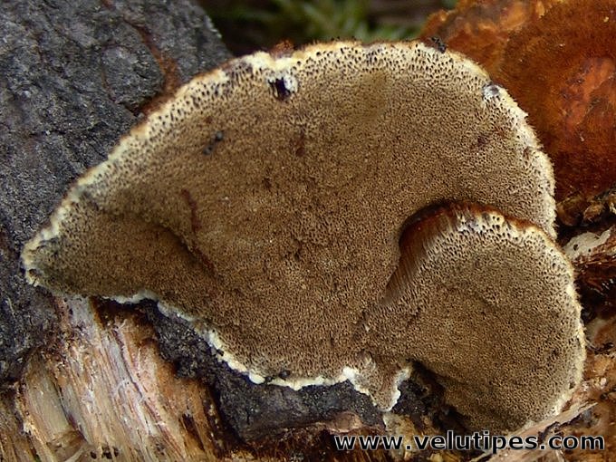 Inonotus rheades, ketunkääpä @ Natural Fungi in Finland