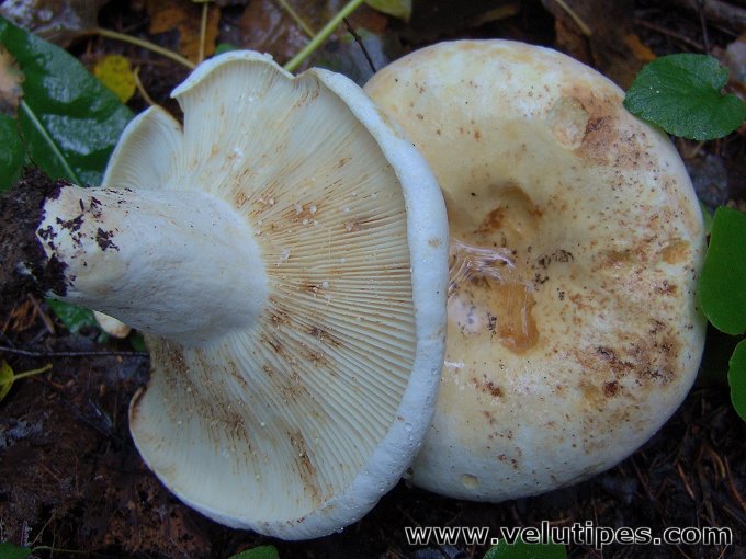 Lactarius bertillonii, lehtorousku @ Natural Fungi in Finland
