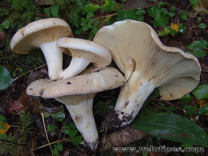 Lactarius bertillonii, lehtorousku @ Natural Fungi in Finland