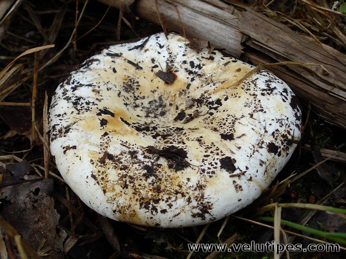 Lactarius bertillonii, lehtorousku @ Natural Fungi in Finland