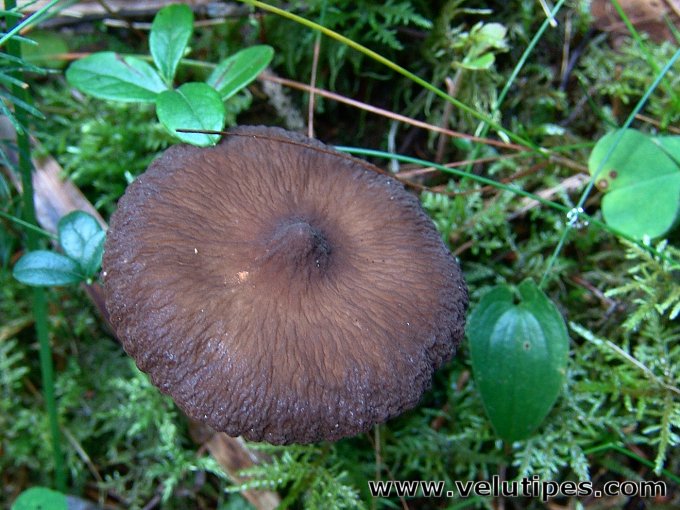 Lactarius lignyotus, nokirousku @ Natural Fungi in Finland