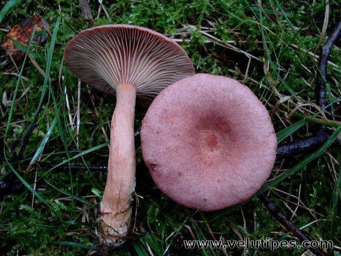 Lactarius lilacinus - Alchetron, The Free Social Encyclopedia