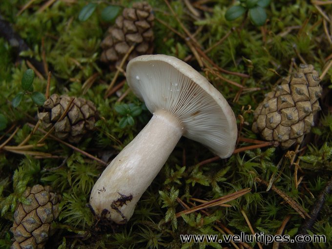 Lactarius musteus, männynrousku @ Natural Fungi in Finland