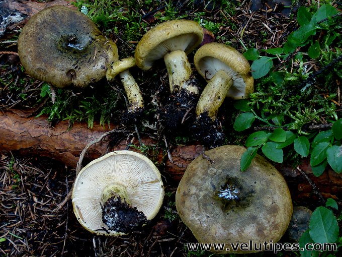 Lactarius necator, mustarousku @ Natural Fungi in Finland