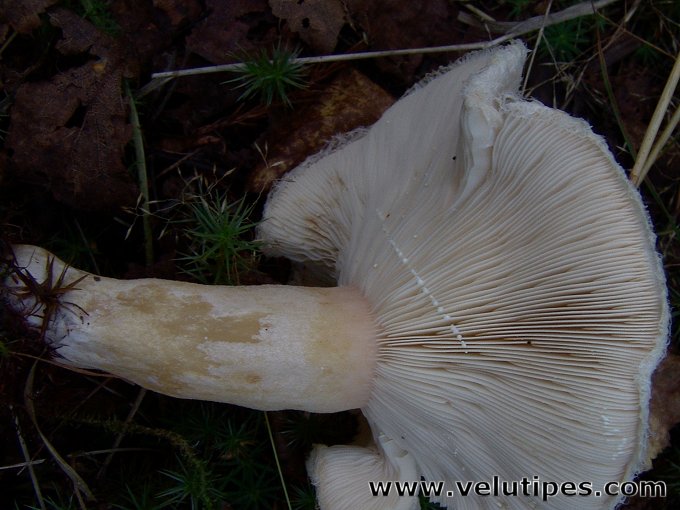 Lactarius pubescens, villakarvarousku @ Natural Fungi in Finland
