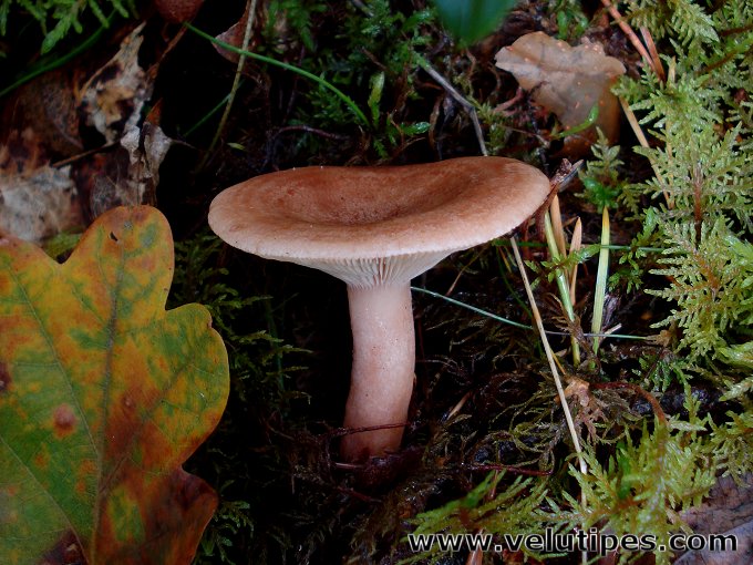 Lactarius quietus, tammenrousku @ Natural Fungi in Finland