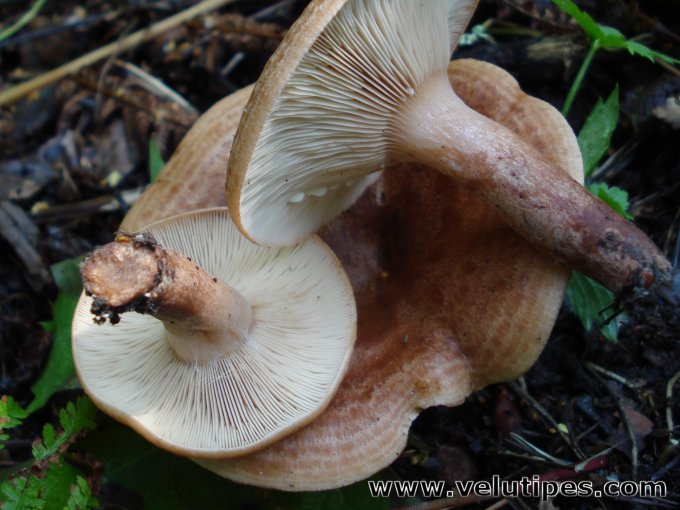 Lactarius quietus, tammenrousku @ Natural Fungi in Finland