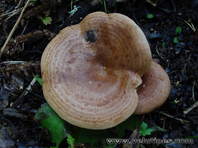 Lactarius quietus, tammenrousku @ Natural Fungi in Finland
