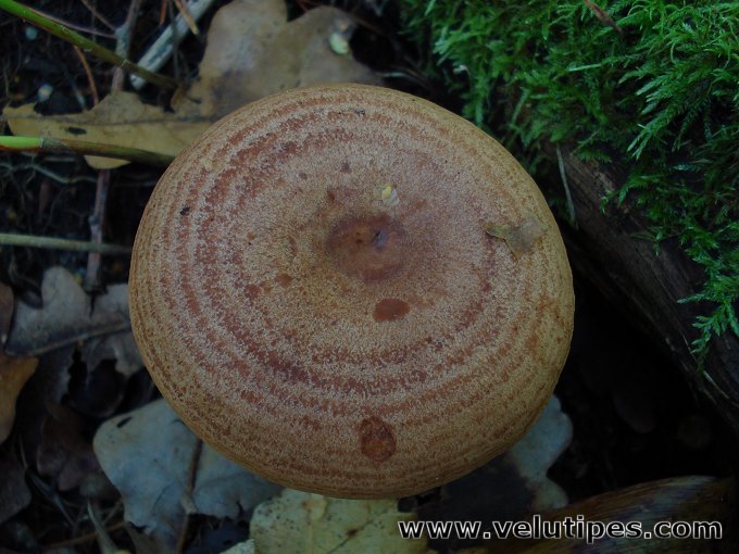 Lactarius quietus, tammenrousku @ Natural Fungi in Finland