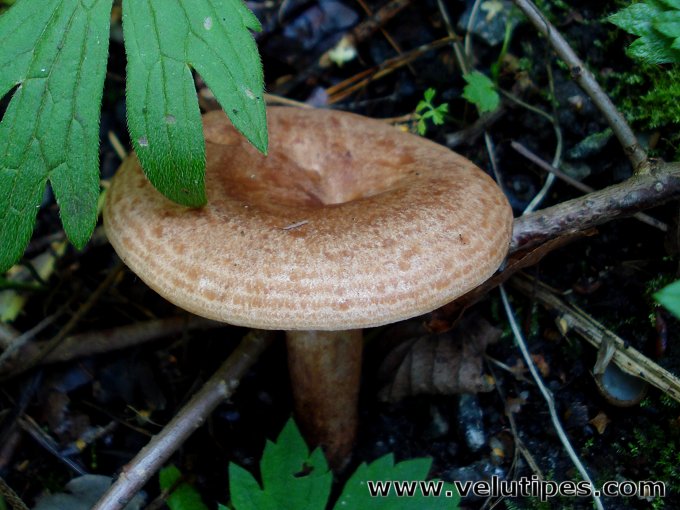 Lactarius quietus, tammenrousku @ Natural Fungi in Finland