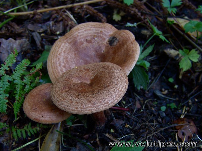 Lactarius quietus, tammenrousku @ Natural Fungi in Finland