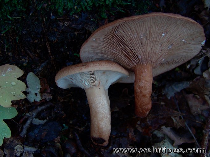 Lactarius quietus, tammenrousku @ Natural Fungi in Finland