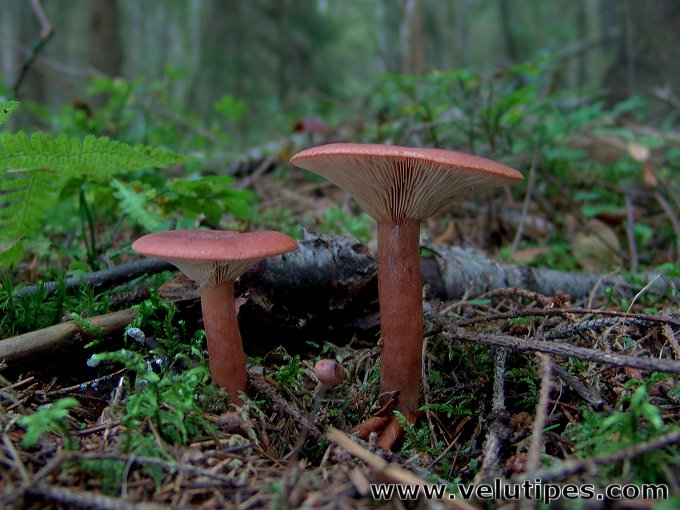 Lactarius rufus, kangasrousku @ Natural Fungi in Finland