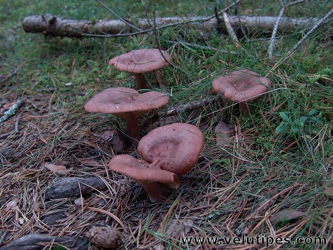 Lactarius rufus, kangasrousku @ Natural Fungi in Finland