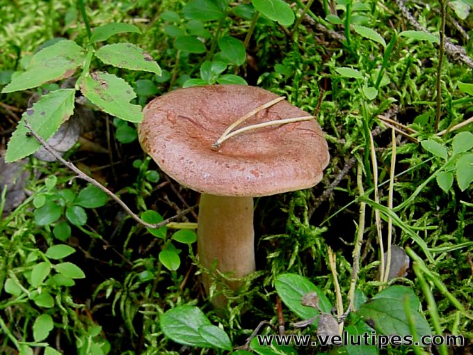Lactarius rufus, kangasrousku @ Natural Fungi in Finland